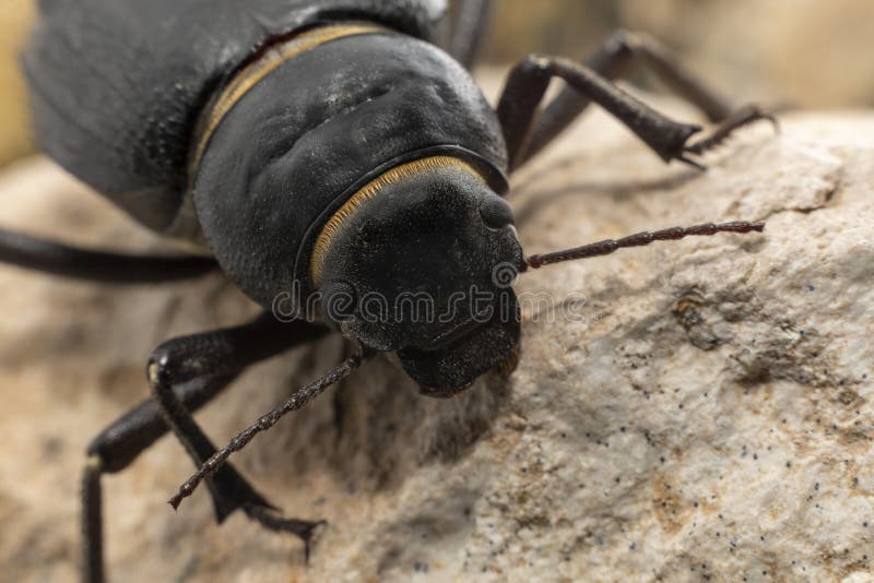 Beetle Macro Uae Stock Photos - Free & Royalty-Free Stock Photos from ...
