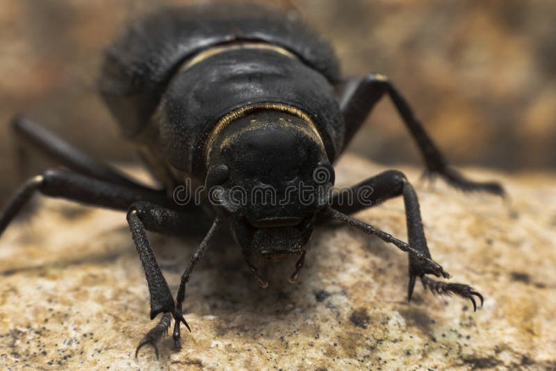 Beetle Macro Uae Stock Photos - Free & Royalty-Free Stock Photos from ...
