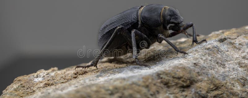 Large Black Arabian Darkling Beetle Stock Photos - Free & Royalty-Free ...