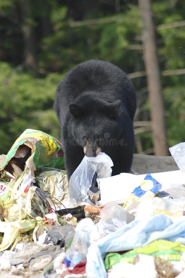 Black Bear on a Garbage Dump Stock Image - Image of ripping, roaming ...