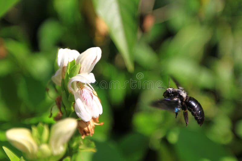 A Large Black Bee Closeup, Flying Over the Flower Stock Image - Image ...