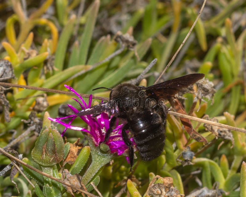 Large Black Bee Collecting Nectar from Vibrant Purple Wildflower Stock ...