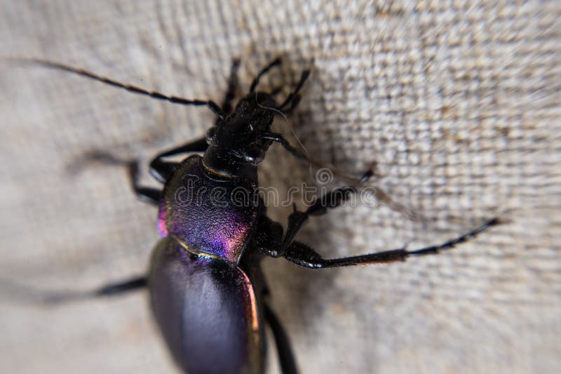 A Large, Black Beetle with Beautiful Iridescence Stock Image - Image of ...