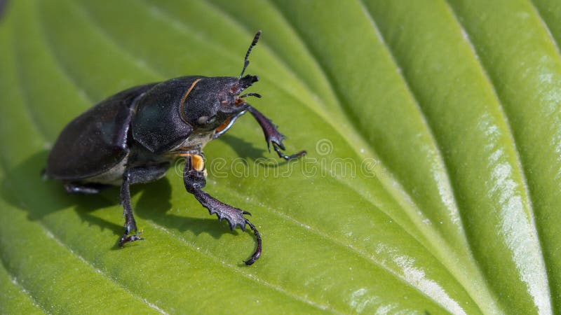 A Large Black Beetle, Bug Sits on a Green Leaf Stock Image - Image of ...