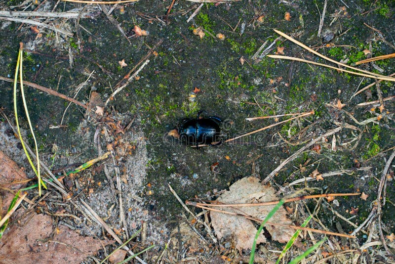 A Large Black Beetle Crawls on the Grass in the Forest. Various ...