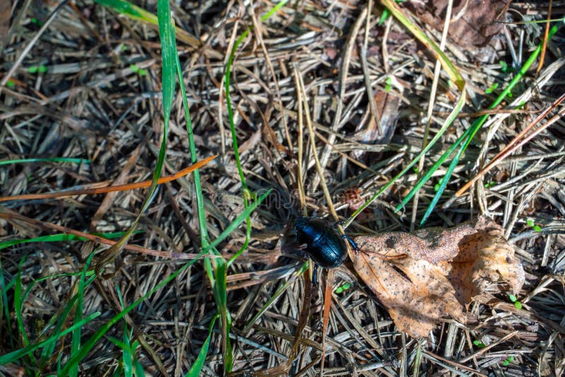 A Large Black Beetle Crawls on the Grass in the Forest. Various ...