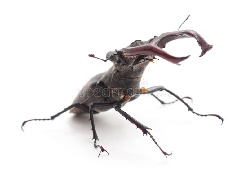 Large black beetle stock photo. Image of predator, copy - 137762684