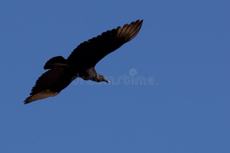 Large black bird flying stock image. Image of wingspread - 18238369