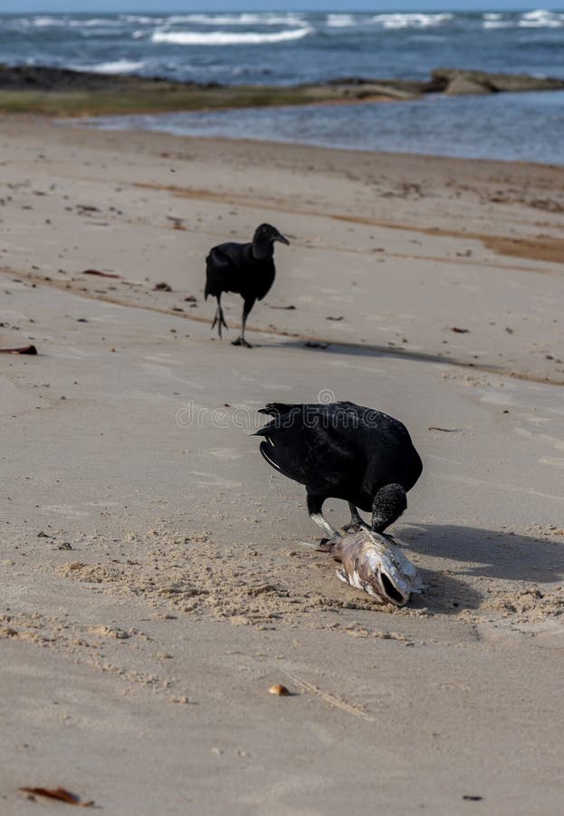Large Black Birds Eating a Dead Fish on the Sand of the Beach Stock ...