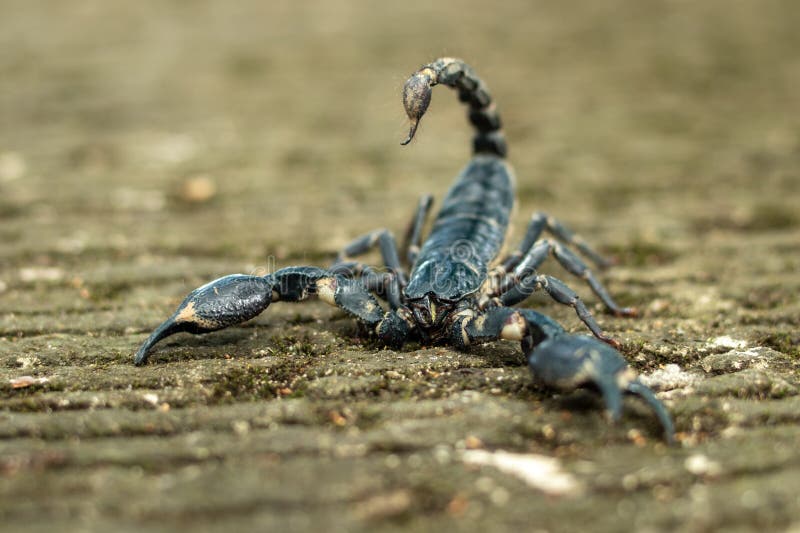 Black Scorpion King Has a Pair of Large Front Claws Stock Image - Image ...