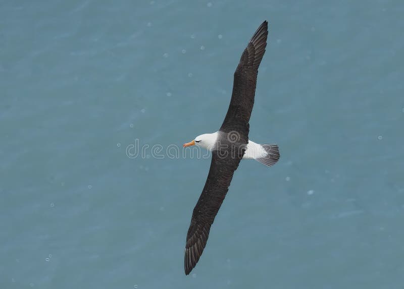 Large Black Browed Albatross Bird Flying Over a Sea Stock Photo - Image ...