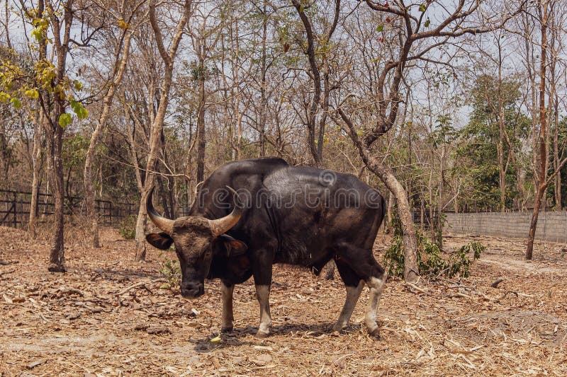 Large Black Bull with Horns in a Park Surrounded by Trees Stock Image ...