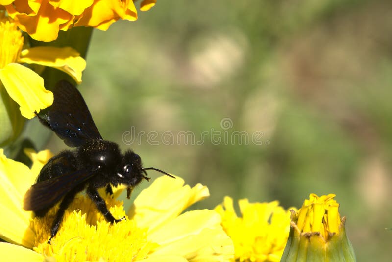 Large Black Carpenter Bee on Yellow Spring Flower Stock Image - Image ...