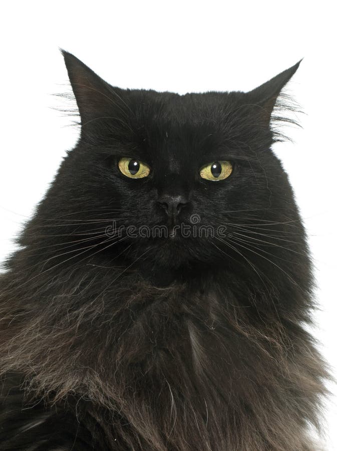 Large black cat stock image. Image of studio, isolated - 66871985