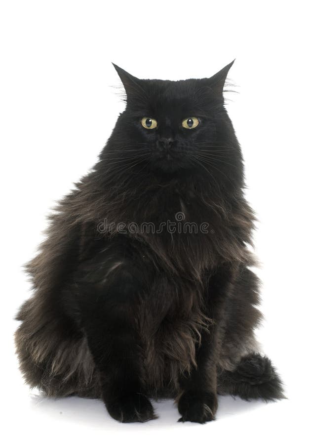 Large black cat stock image. Image of white, feline, isolated - 66871987