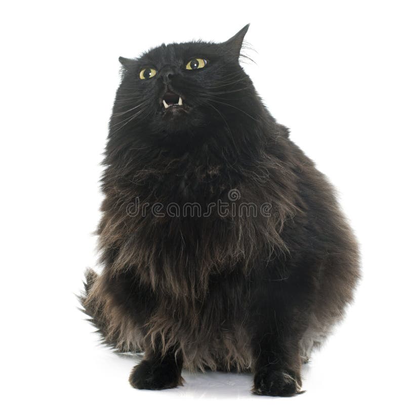 Large black cat stock photo. Image of studio, feline - 66872092
