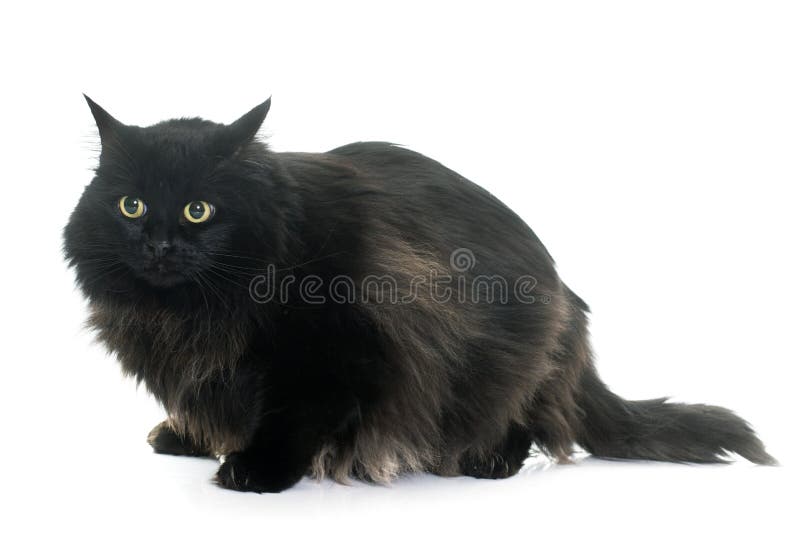 Large black cat stock photo. Image of studio, feline - 66872092
