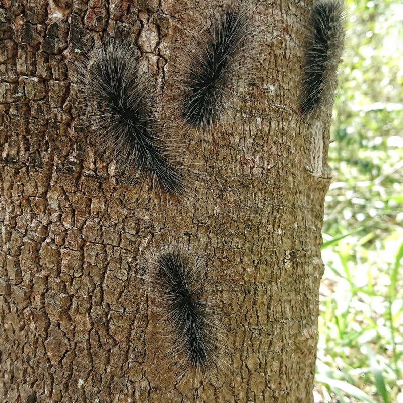 A Large Black Caterpillar with Many Long White Hairs Clings To the Tree ...