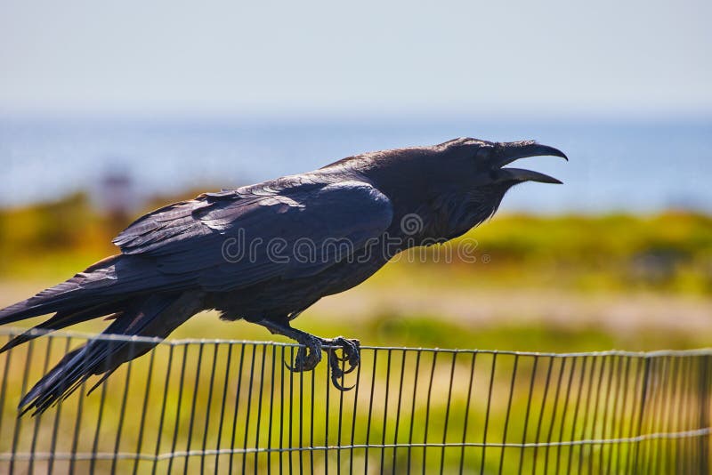 Large Black Crow Cawing on Metal Fence by Water Stock Image - Image of ...