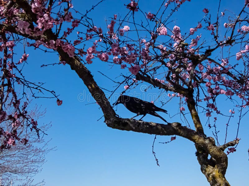 Crown in a Large Blooming Cherry Tree Stock Photo - Image of beak ...