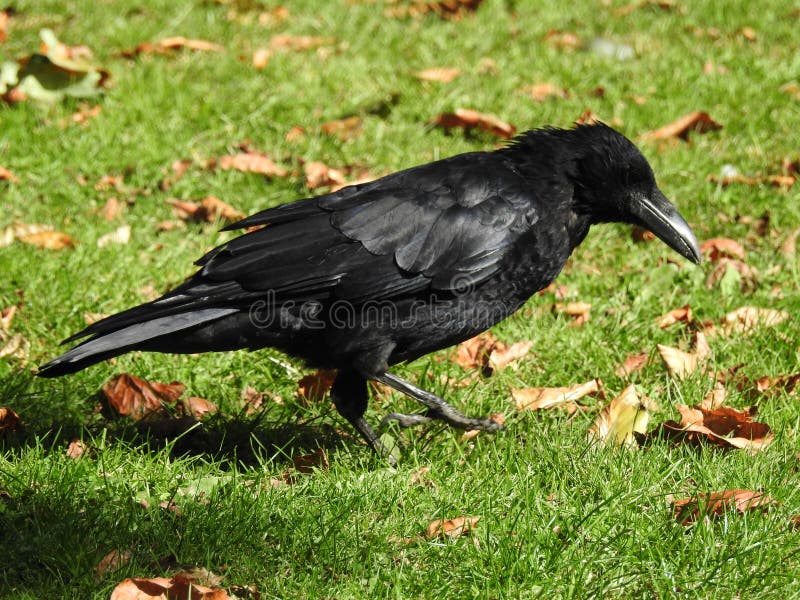 Black crow on the grass stock image. Image of feathers - 196761837