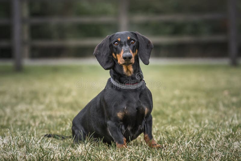 Large Black Dachshund Dog Looking Directly at the Camera Stock Photo ...