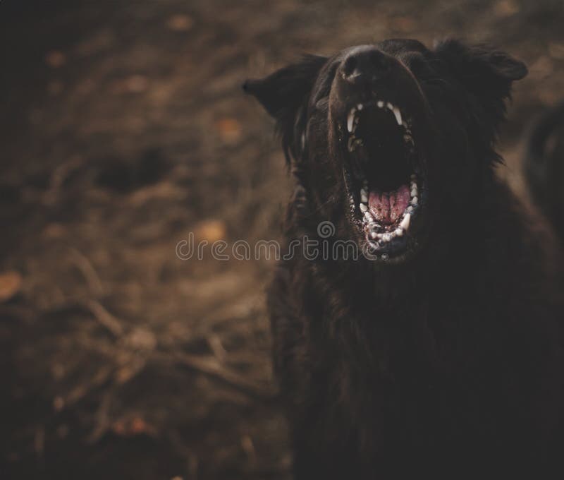 A Large Black Dog with Sharp Teeth Barks at the Camera Stock Image ...