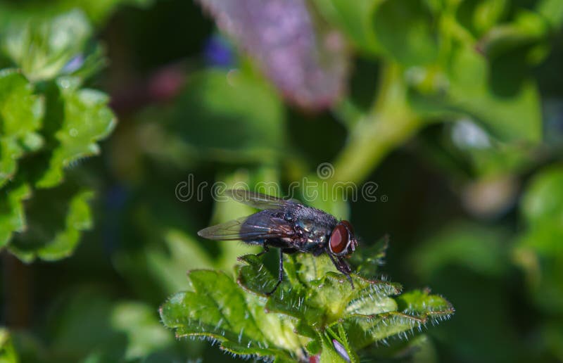 A Large Black Fly on a Plant Leaf Stock Image - Image of insect ...