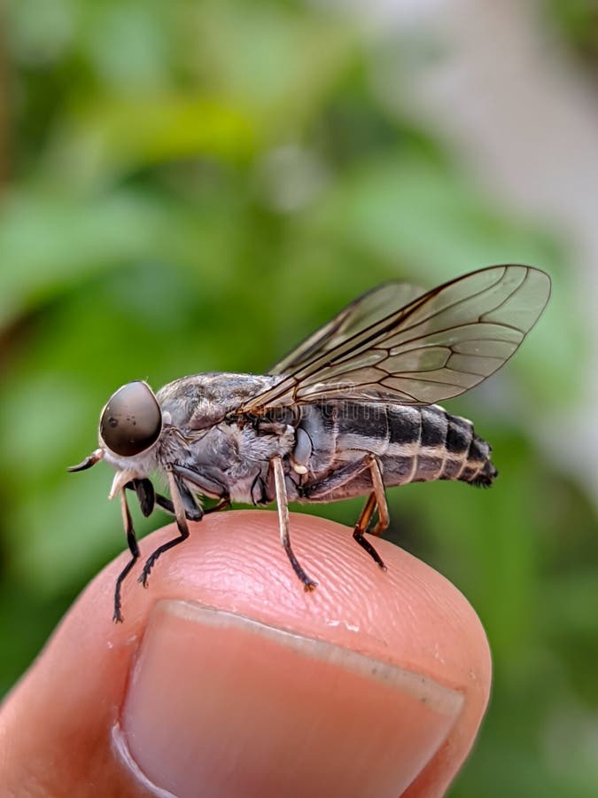 A Large Black Fly on the Tip of the Thumb of the Hand Stock Photo ...