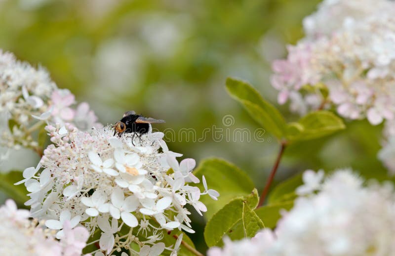 Large Black Fly with a Yellow Head Stock Image - Image of closeup ...