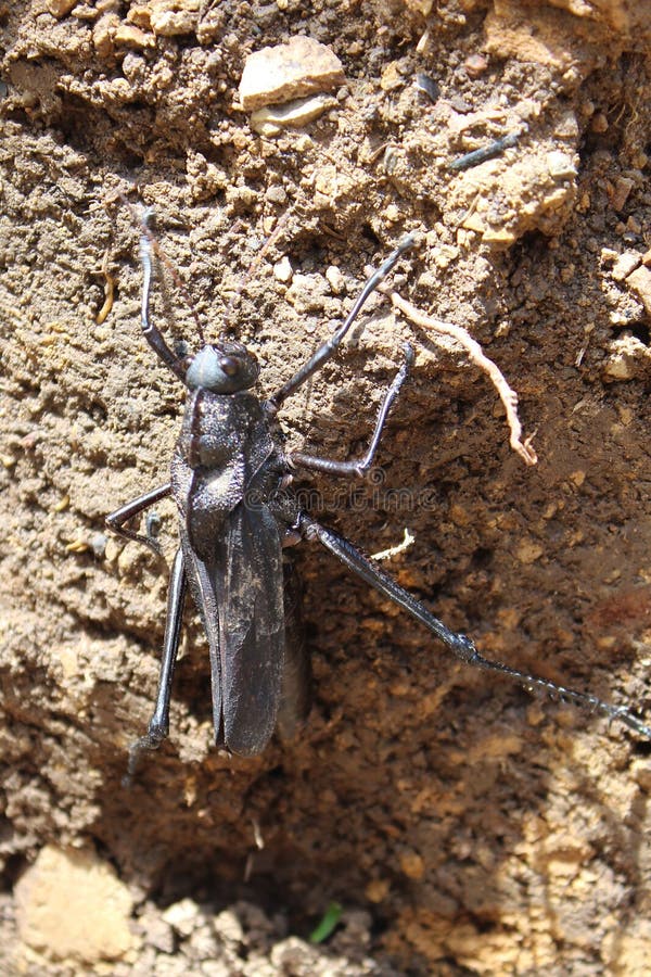 Black Grasshopper Sitting on the Sand on a Day. Stock Image - Image of ...
