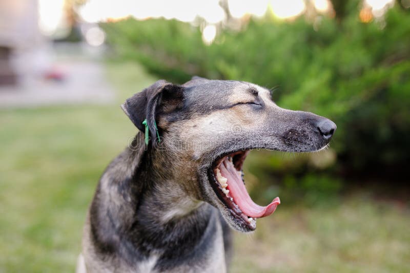 A Large Black and Gray Stray Dog Looks Sadly at Someone Stock Image ...