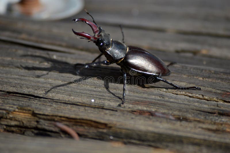 Large Black Hardwing Beetle Stock Image - Image of large, insect: 259853379