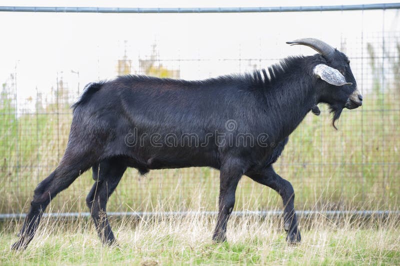 1,101 Goat Rack Stock Photos - Free & Royalty-Free Stock Photos from ...