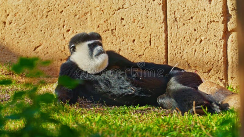 Large Black Humanoid Monkey Lies on a Tree. Watching the Life of ...