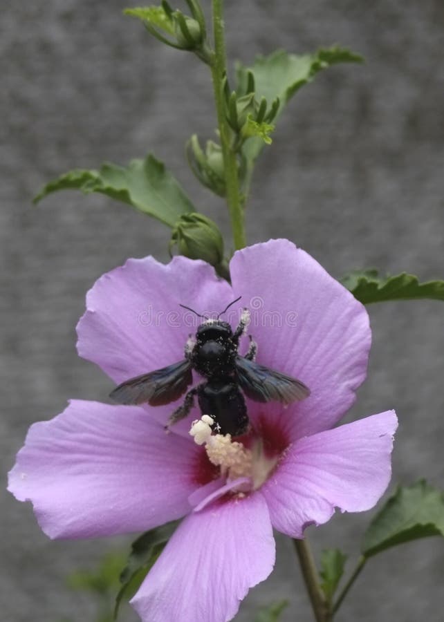 Large Black Insect Sitting on a Flower Stock Photo - Image of open ...