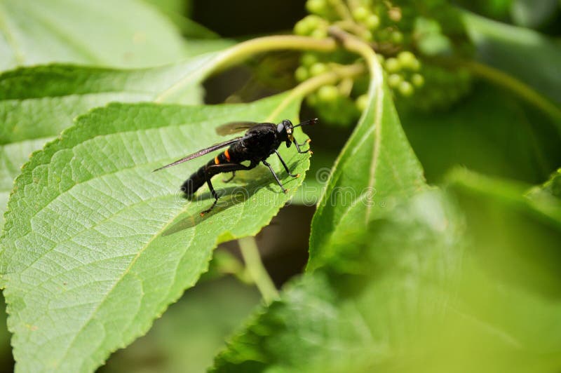 Large Black Insect with Two Yellow Stripes Stock Photo - Image of ...