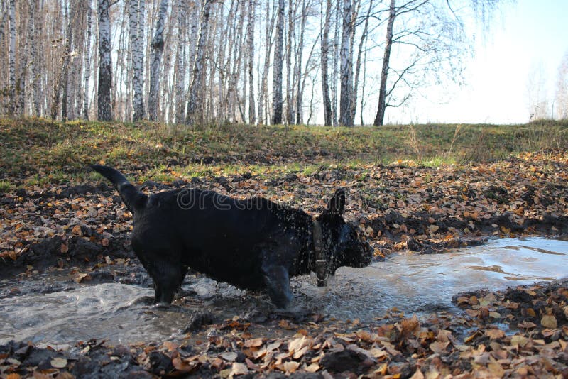 A Large Black Labrador Dog Bathes in a Muddy Puddle in the Park Stock ...