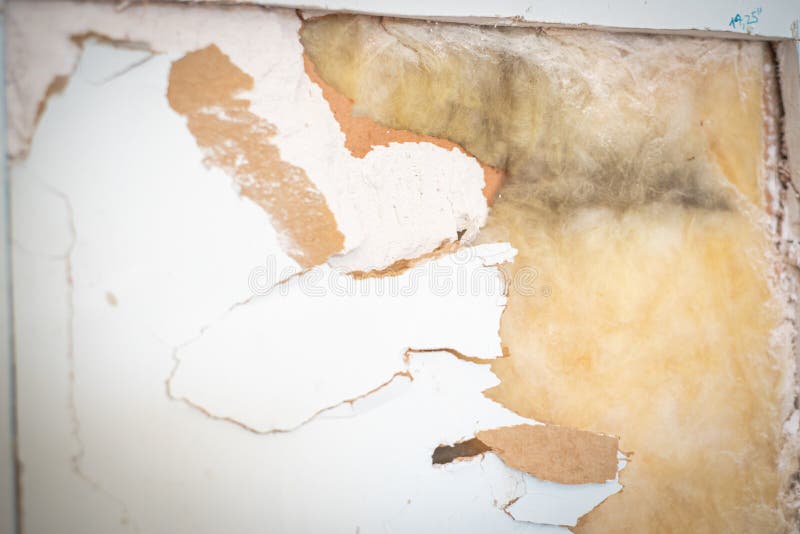 Large Black Mold Infestation Grows on Insulation Layer of Broken ...