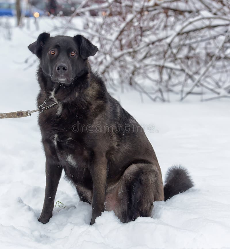 A large black mongrel dog stock image. Image of breed - 81797841