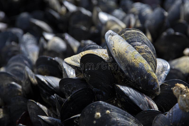 251 Muscles Shells Stock Photos - Free & Royalty-Free Stock Photos from ...