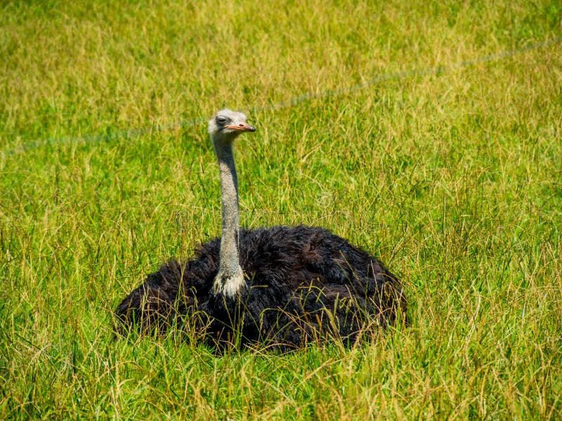 Large Black Ostrich Sitting Down and Resting in a Green Field Stock ...