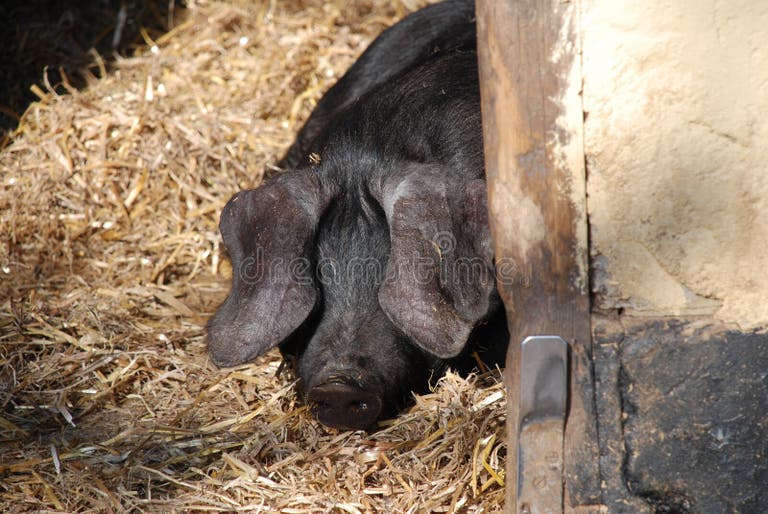 Large Black pig stock image. Image of farm, enclosure - 11996995
