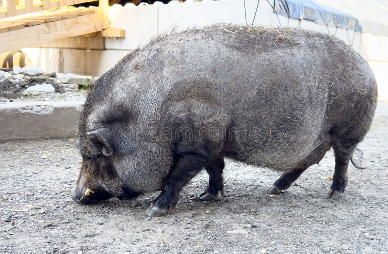 Large Black Pig Foraging on Farmyard Ground Editorial Stock Image ...