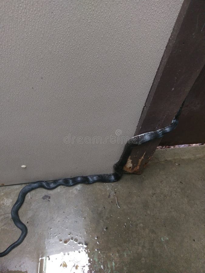 Large black snake stock photo. Image of inside, indiana - 101355252