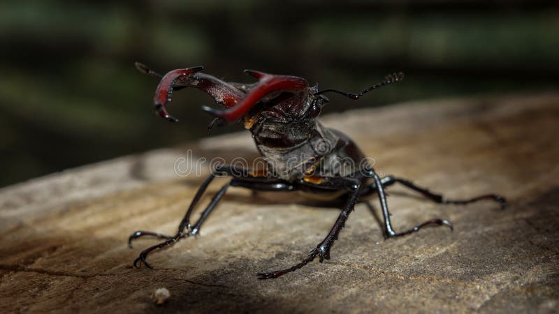Large Black Stag Beetle Sitting on a Stump Stock Photo - Image of ...