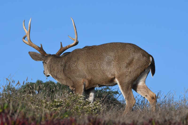 Large Black-Tailed Buck Looking Away Stock Image - Image of deer ...