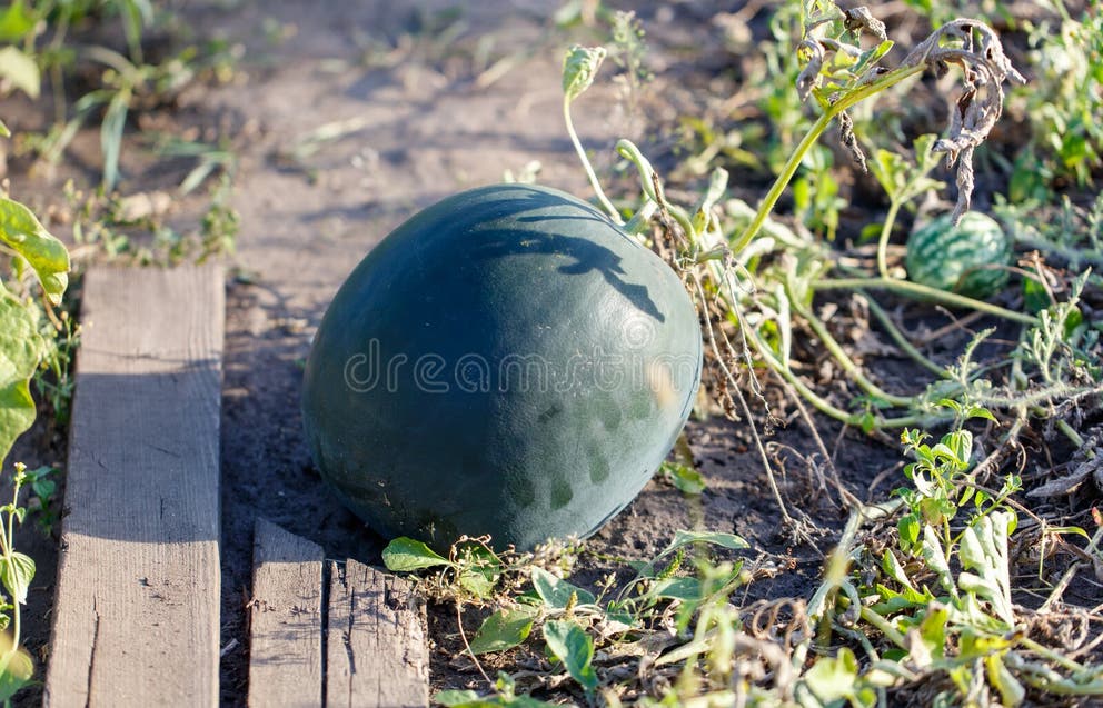 A Large Black Watermelon Sits on the Ground in a Field Stock Photo ...