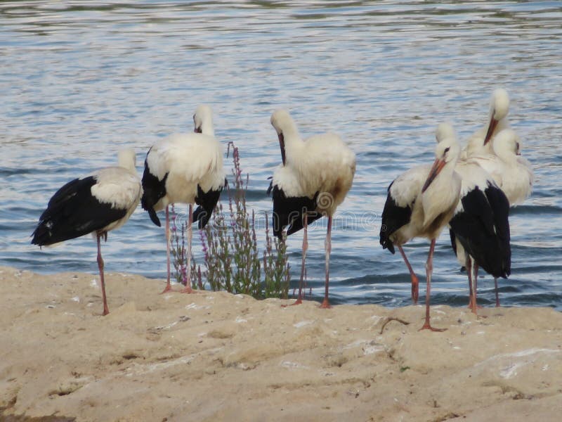 Large Black and White Bird Stork Long Red Beak River Water Stock Photo ...