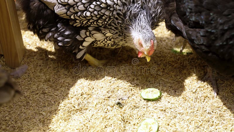 A Large Black and White Chicken is Happily Devouring a Pickle on the ...